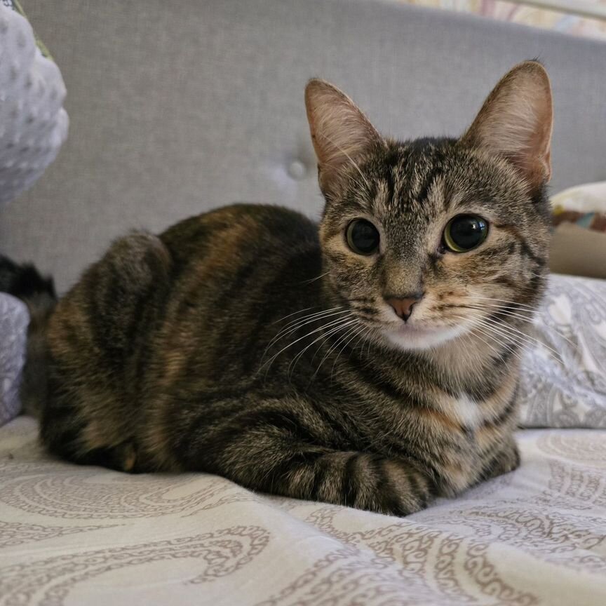 Котенок девочка в семью