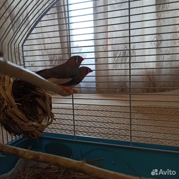 Австралийские амадины в клетке