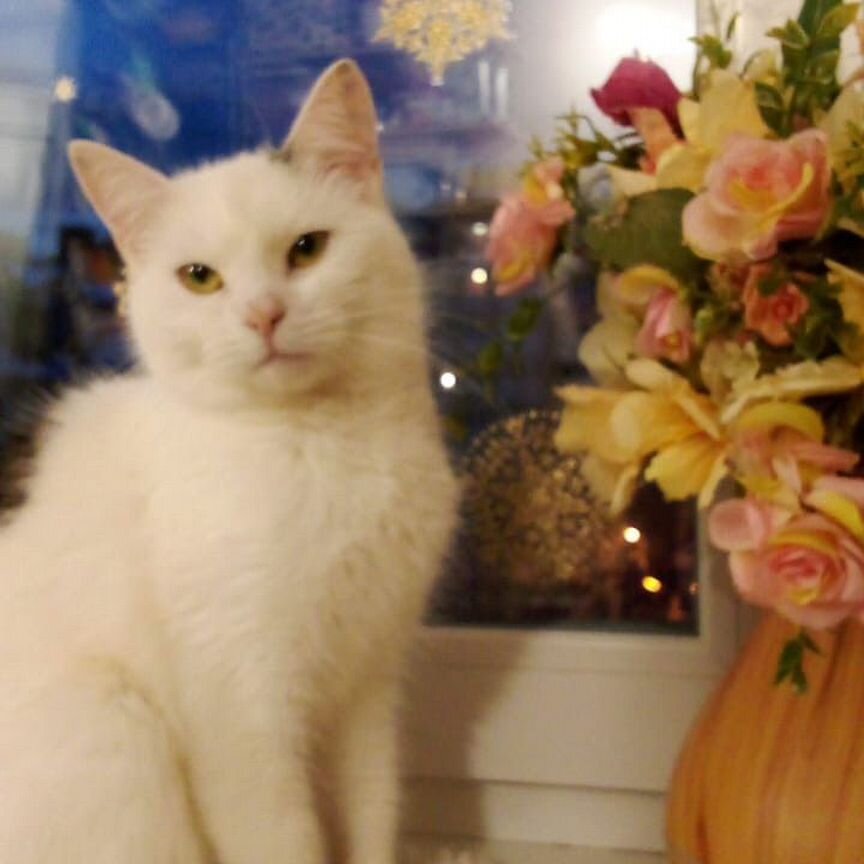 Молоденькая кошечка Вита