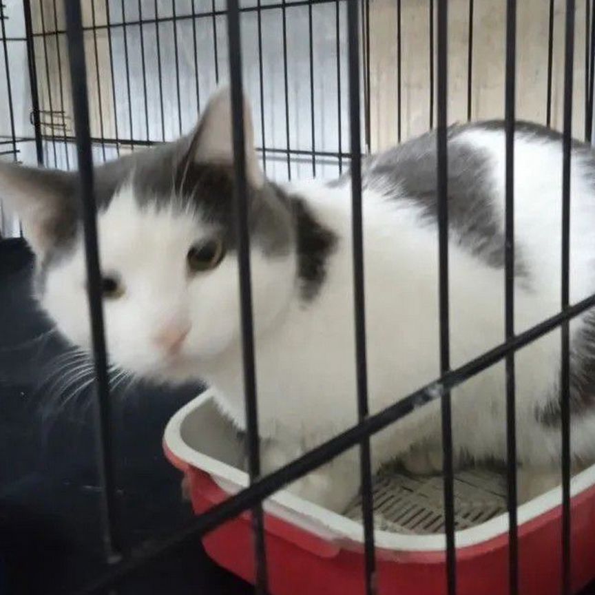 Кто потерял котенка