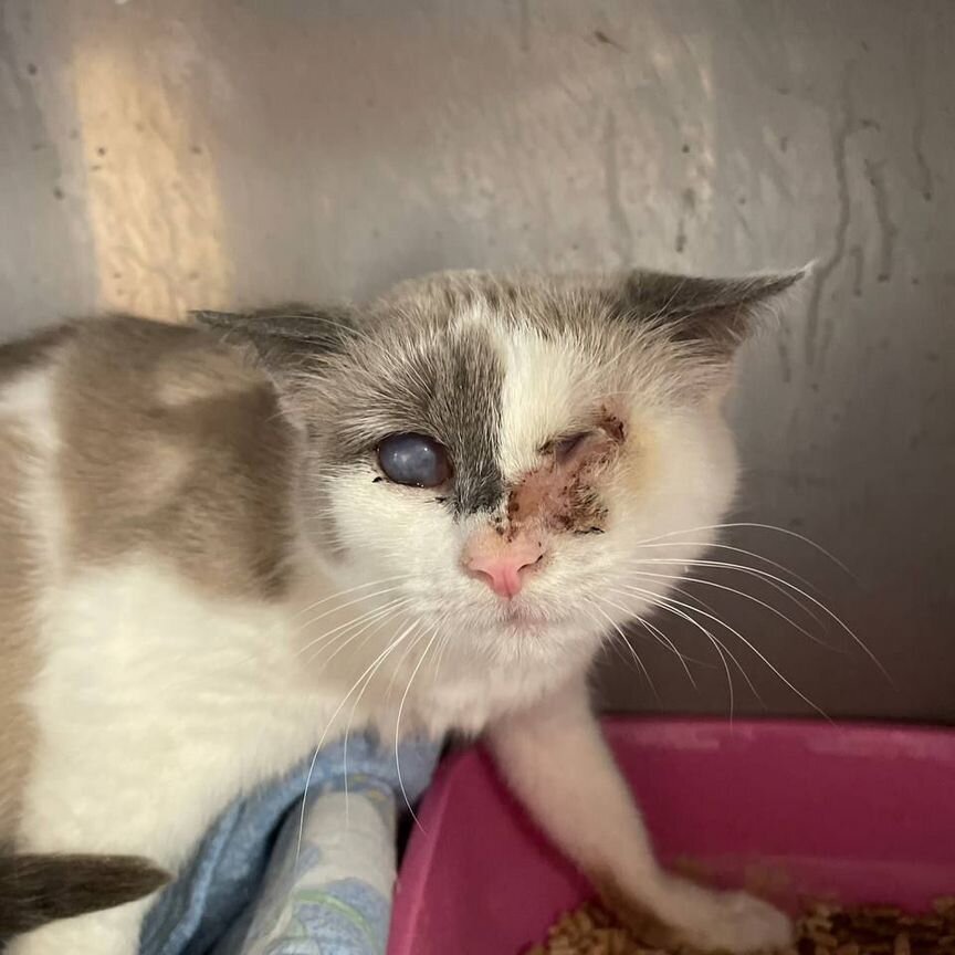 Взрослая, Девочка кошка в добрые руки