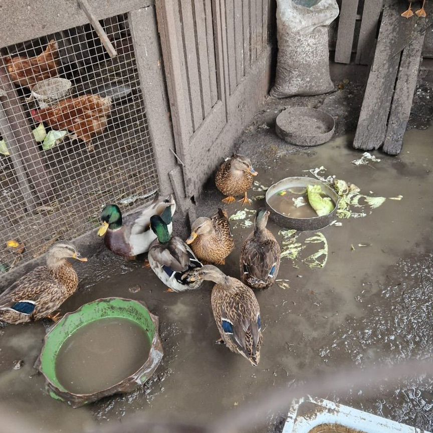 Подсадные утки для охоты