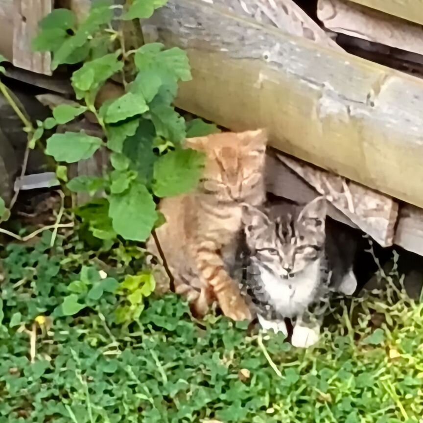 Котята в добрые руки бесплатно