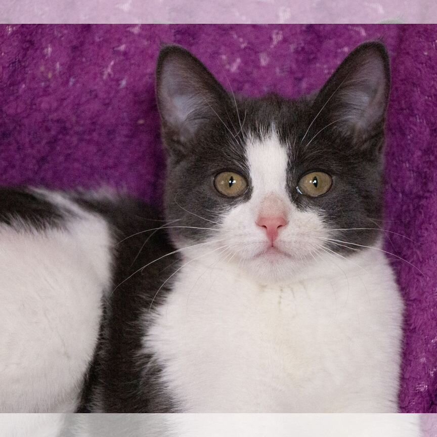 Котёнок в добрые руки