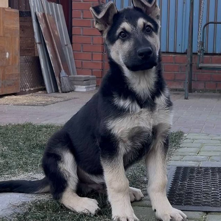 Восточноевропейская овчарка, щенок