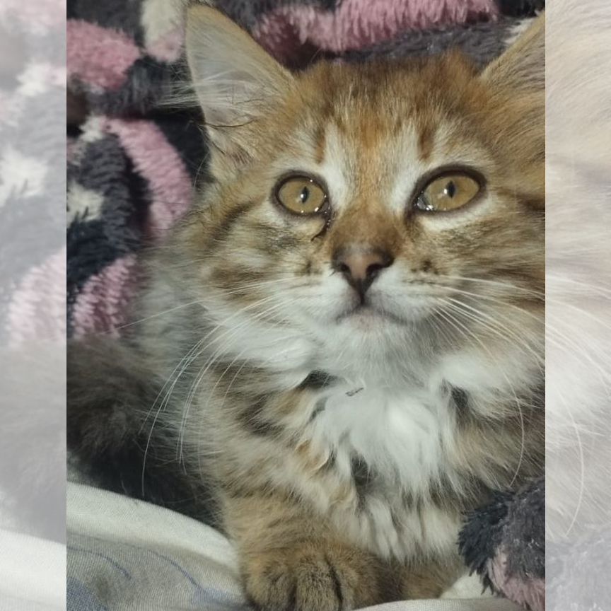 Котодевочка 2 месяца в добрые руки