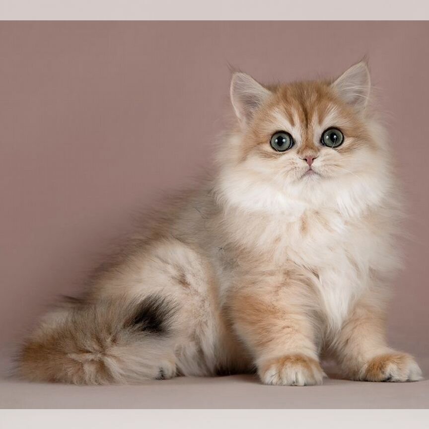 Девочка золотая британская длинношёрстная шиншила