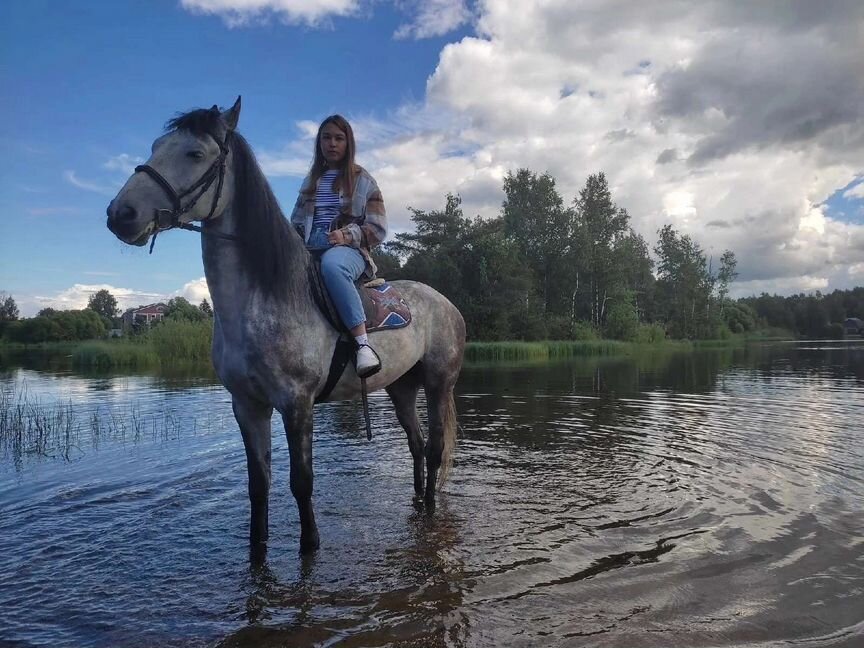 Продам лошадь