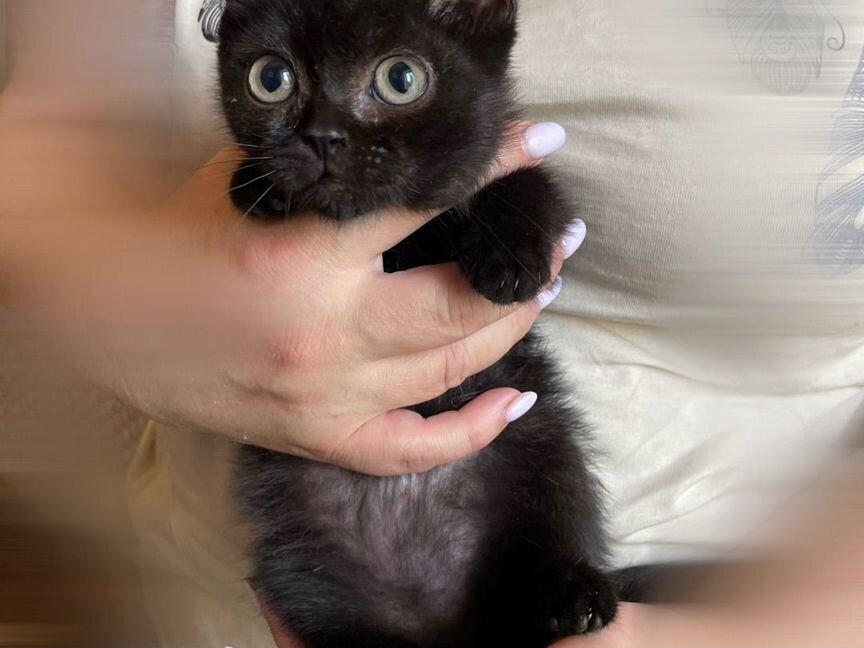 Британский котенок