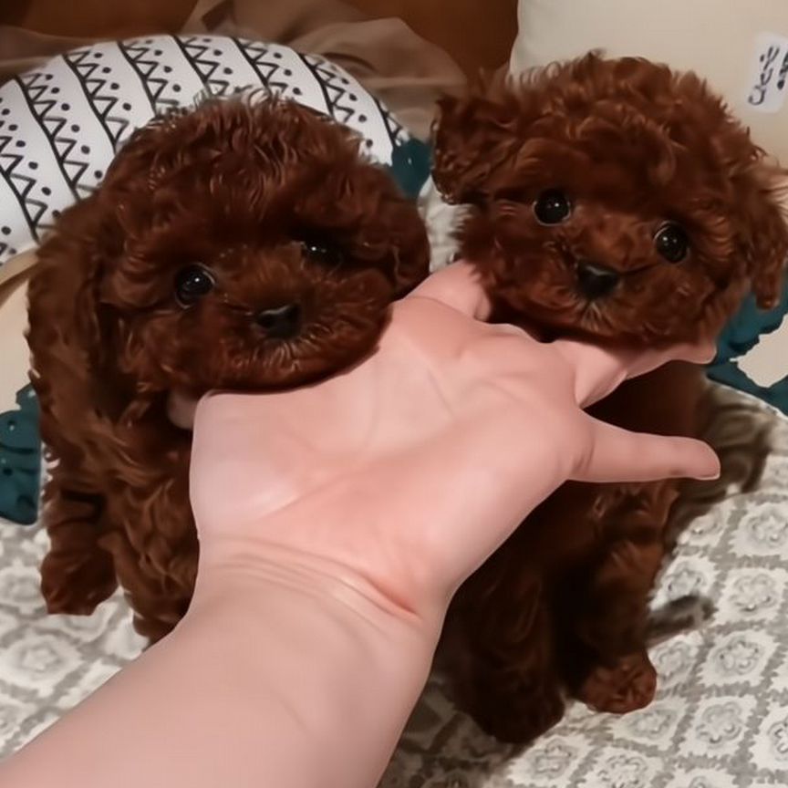 Мальтипу, щенок