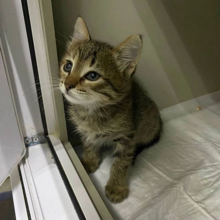 Котомалышка ищет дом