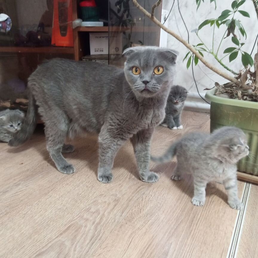 Шотландские вислоухие котята бесплатно