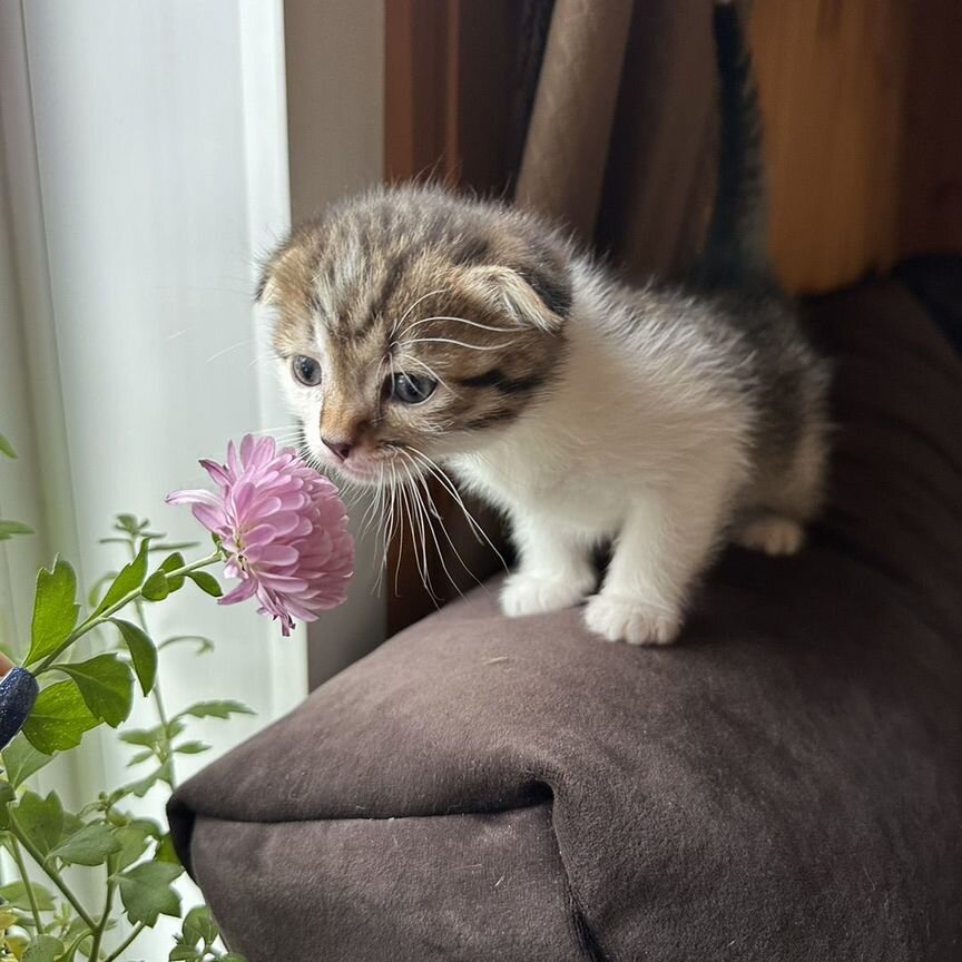 Шотландская вислоухая