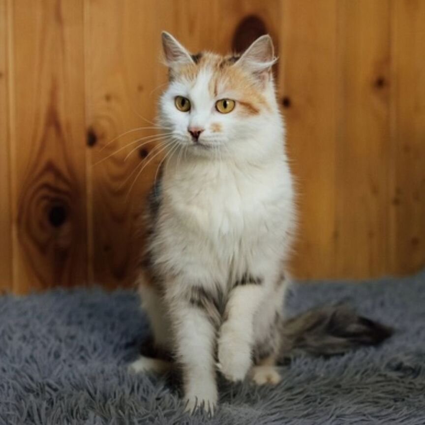 Кошечка умничка