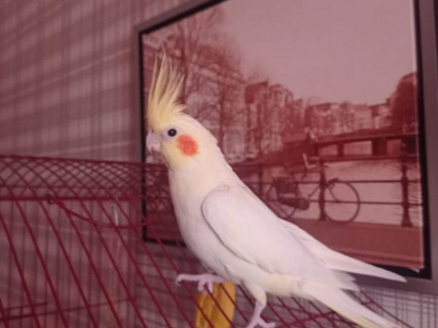 Попугай корелла