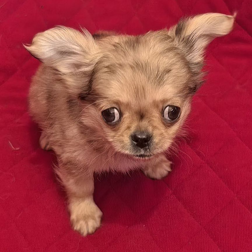 Чихуахуа, щенок