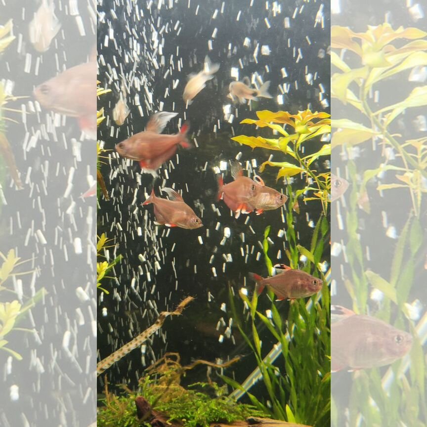 Аквариумные рыбки орнатус