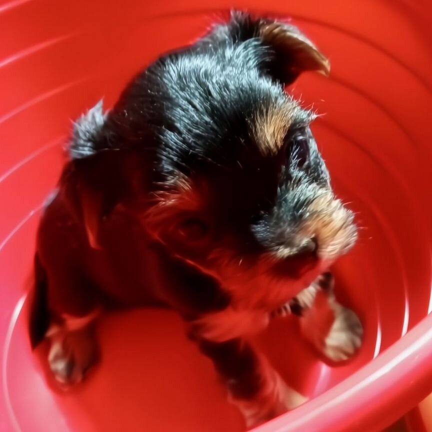 Йоркширский терьер, щенок