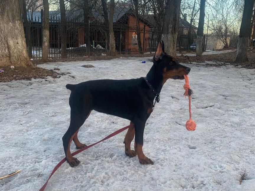 Щенки добермана