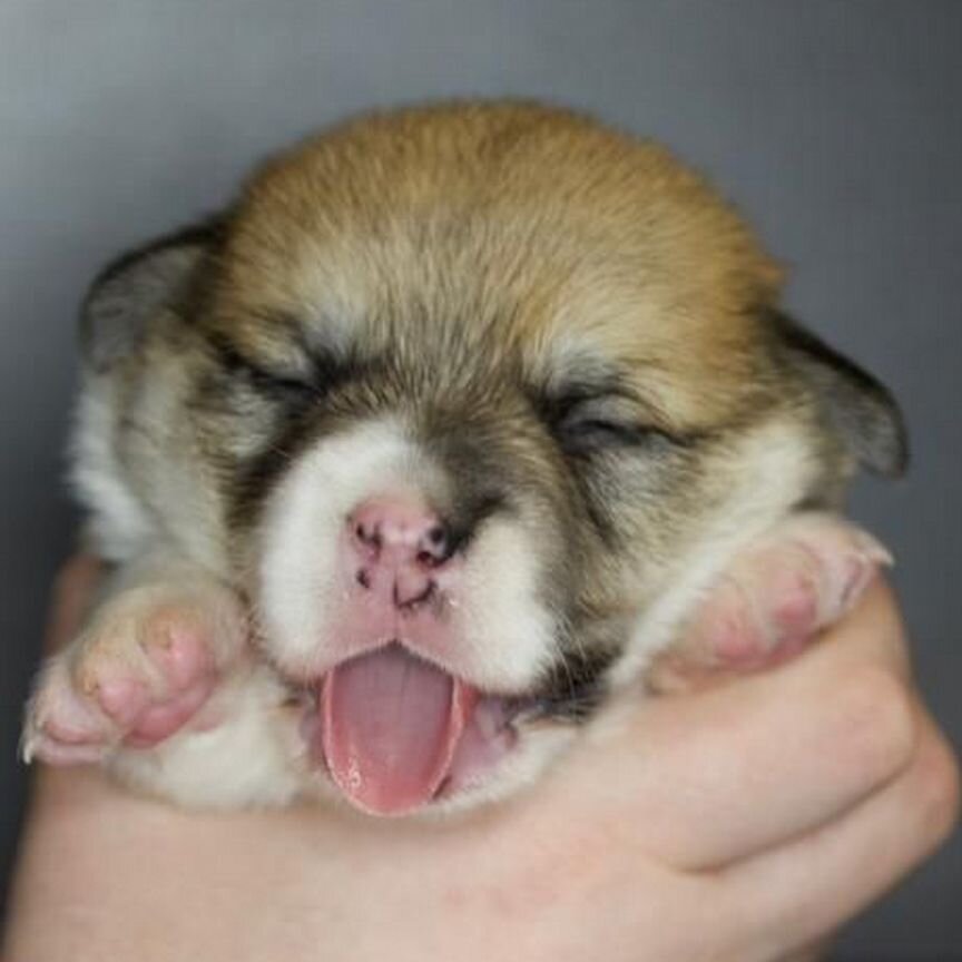 Вельш Корги Пемброк, щенок