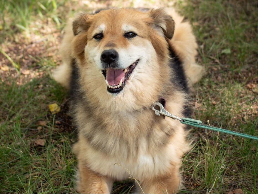 Нежная Герда ищет дом