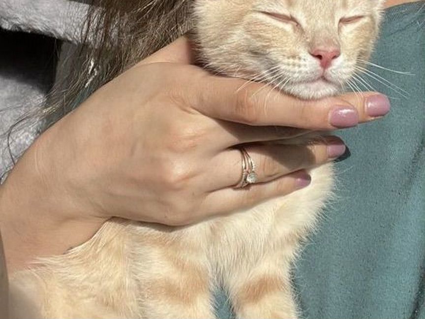 Котенок сфинкс