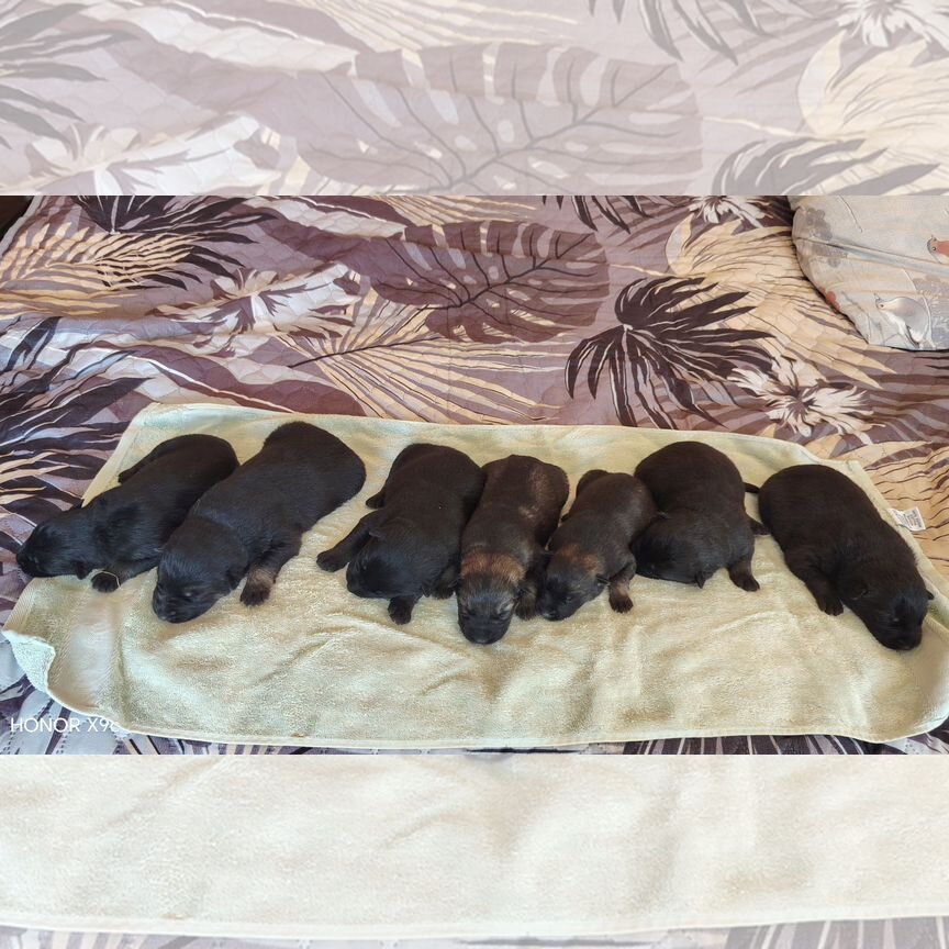 Немецкая овчарка, щенок