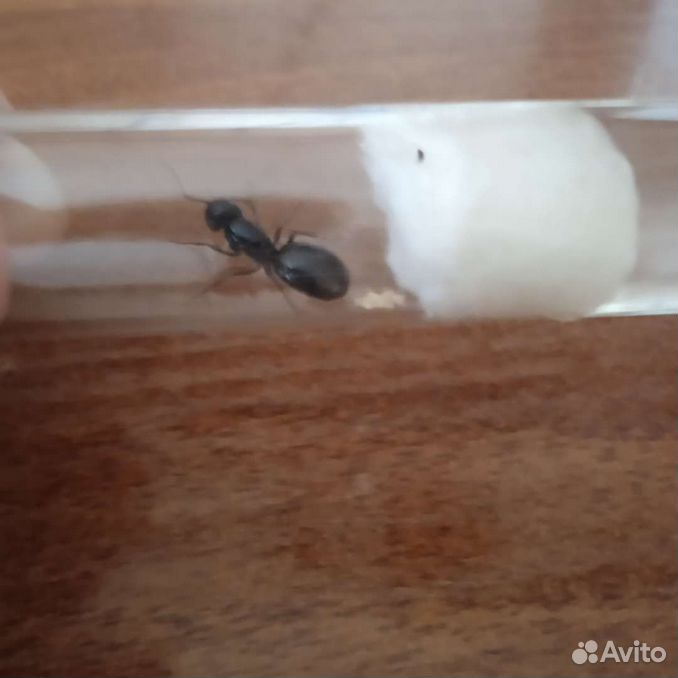 Матка муравья лазиус нигер