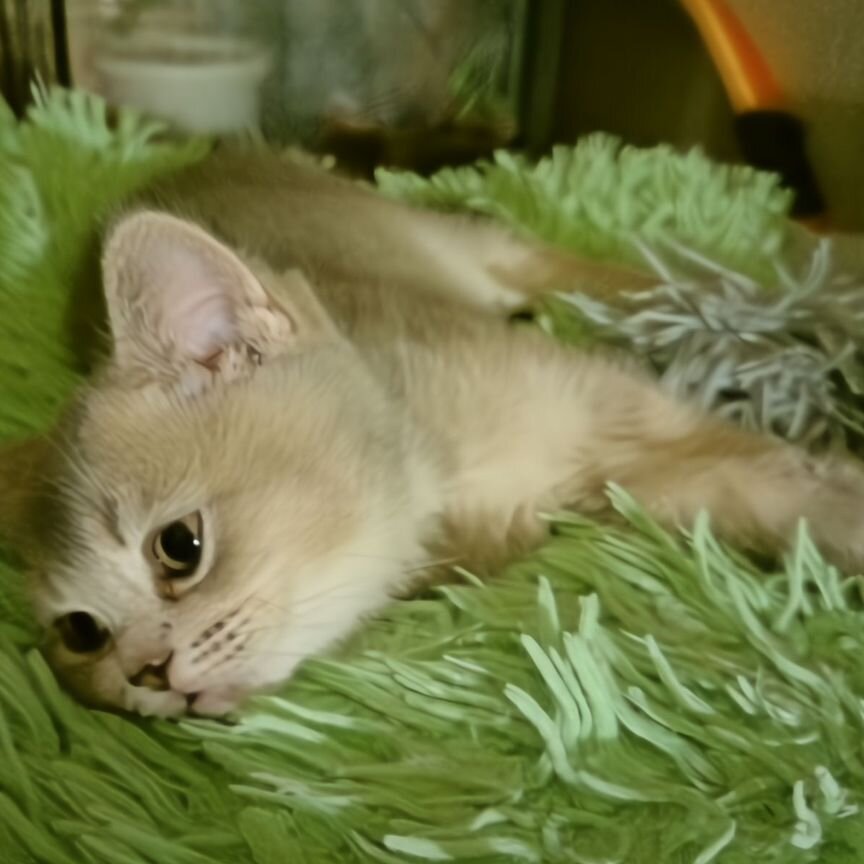 Шотландский вислоухий короткошёрстный котёнок