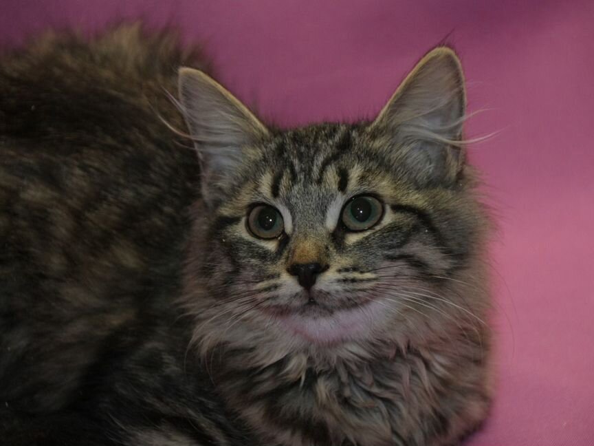 Девочка - подросток 5 месяцев ищет дом