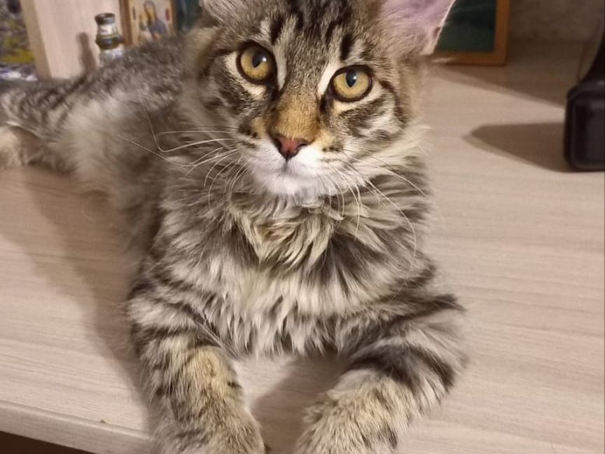 Котик