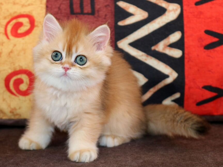 Девочка золотая британская шиншилла Ханна