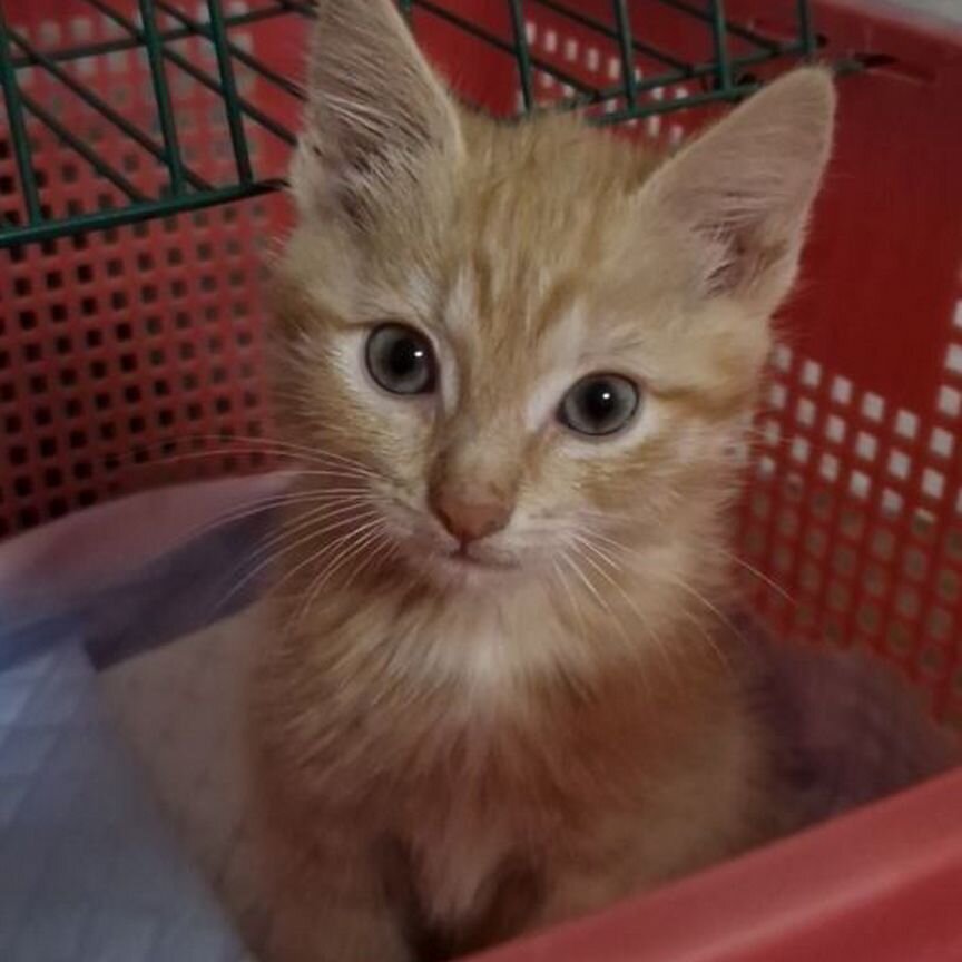 Котёнок в добрые руки