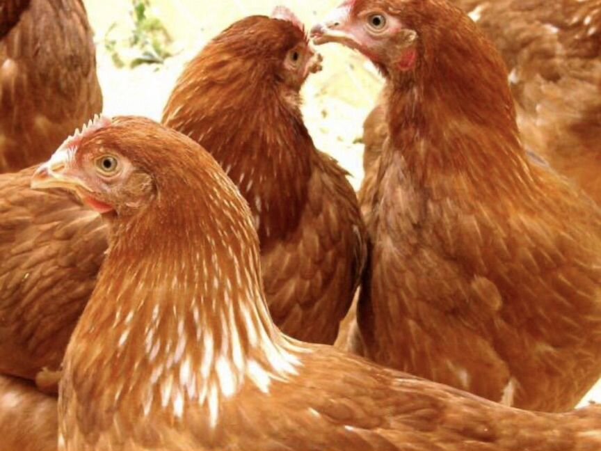 Куры молодки несушки