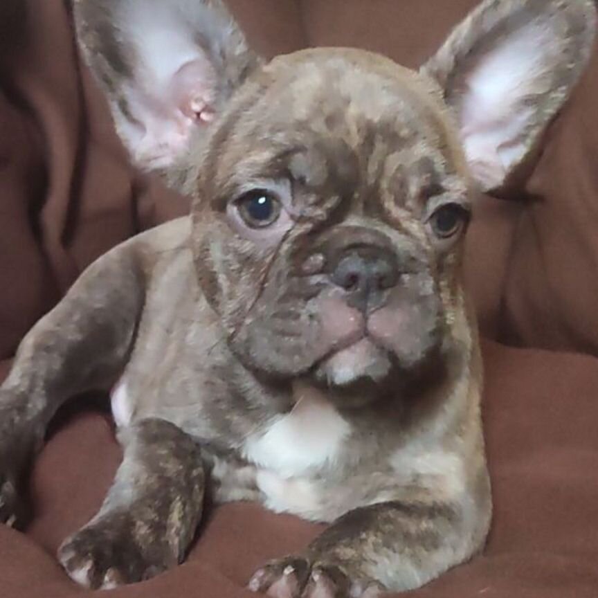 Французский бульдог голубой