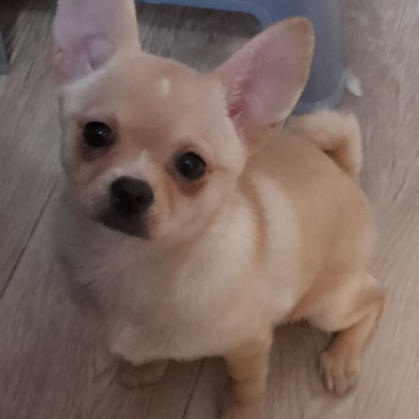 Чихуахуа, щенок