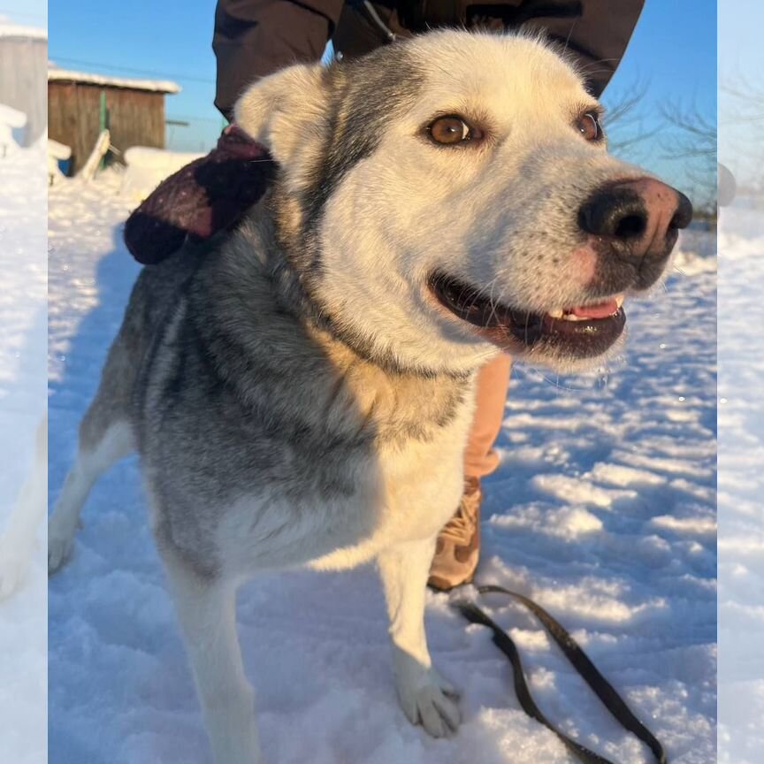 Аляскинский маламут, щенок