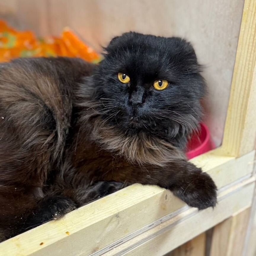 Взрослая кошка в добрые руки