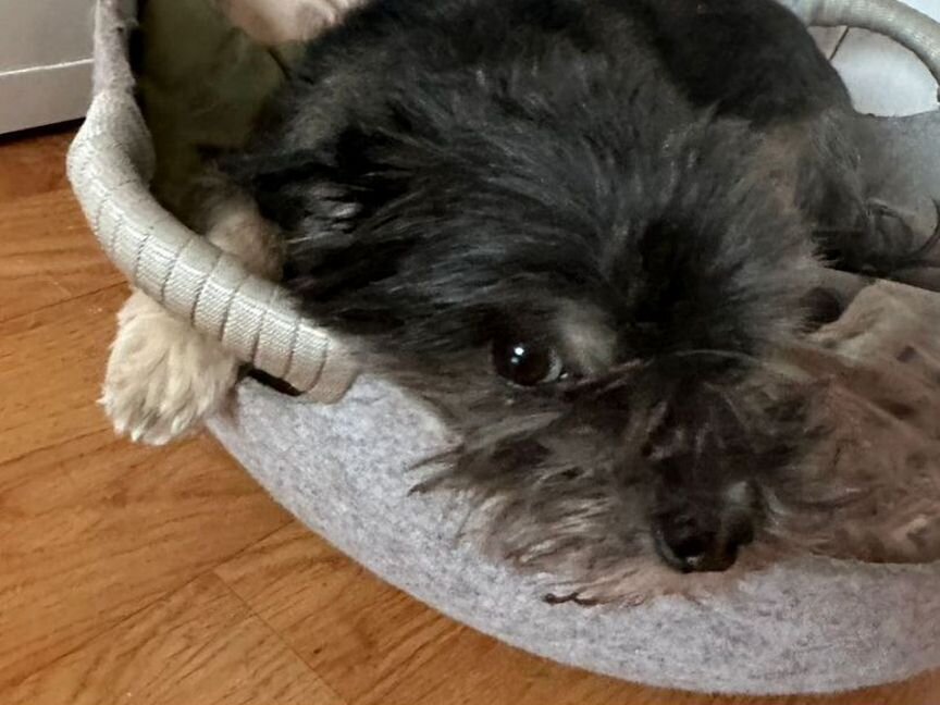 Собака йоркширский терьер