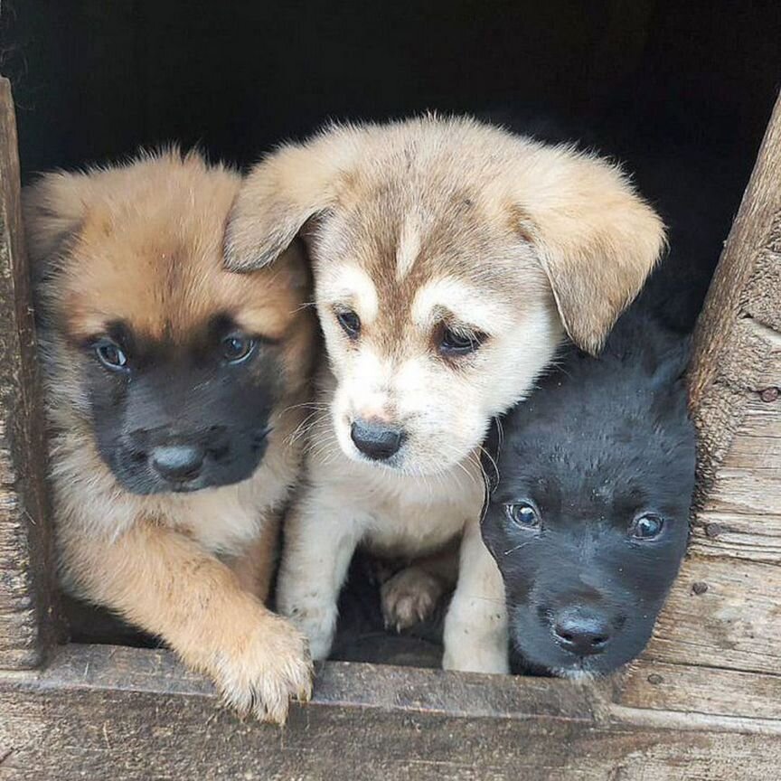 Щенки в добрые руки