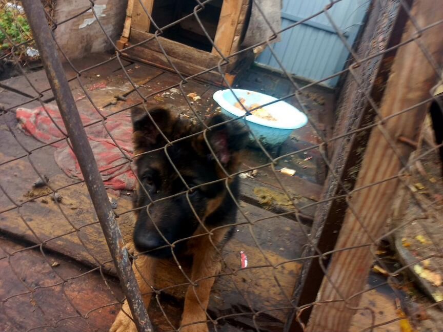 Собака немецкая овчарка