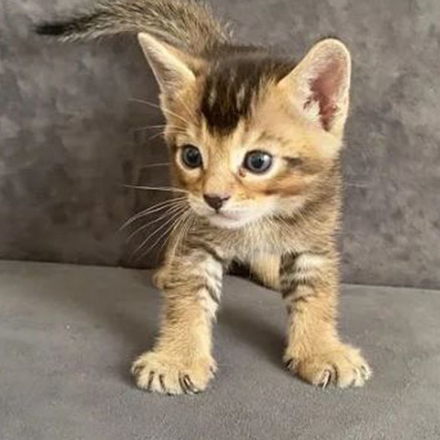 Абиссинский котёнок