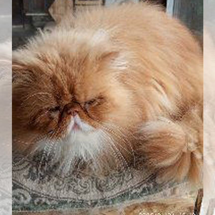 Кот персидсий