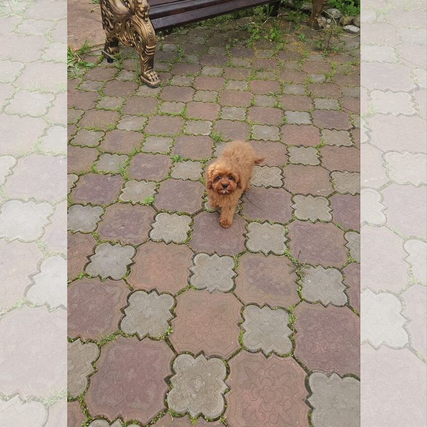 Кавапу, щенок
