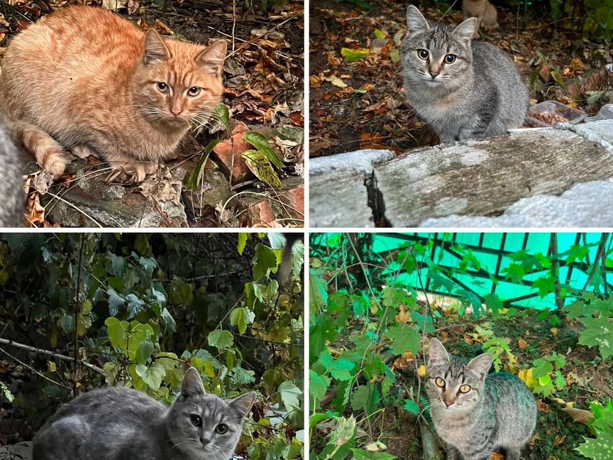 Котята 4 месяца