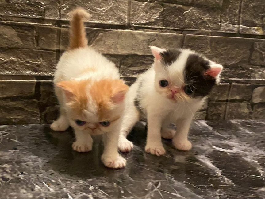 Котята экзоты