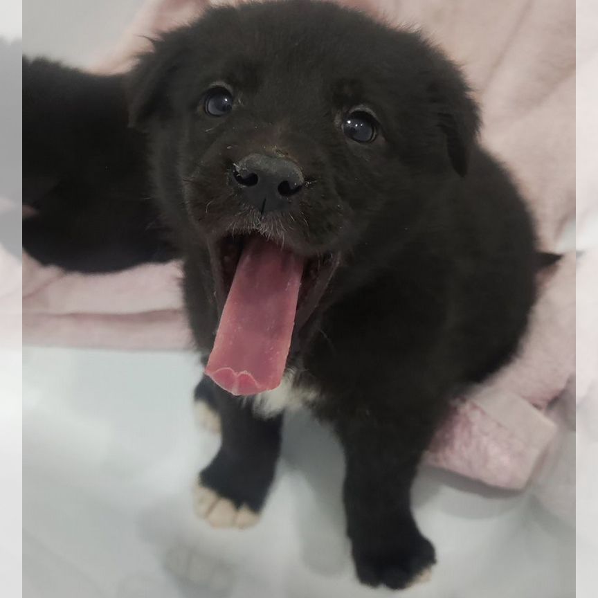 Щенки дворняжки в добрые руки