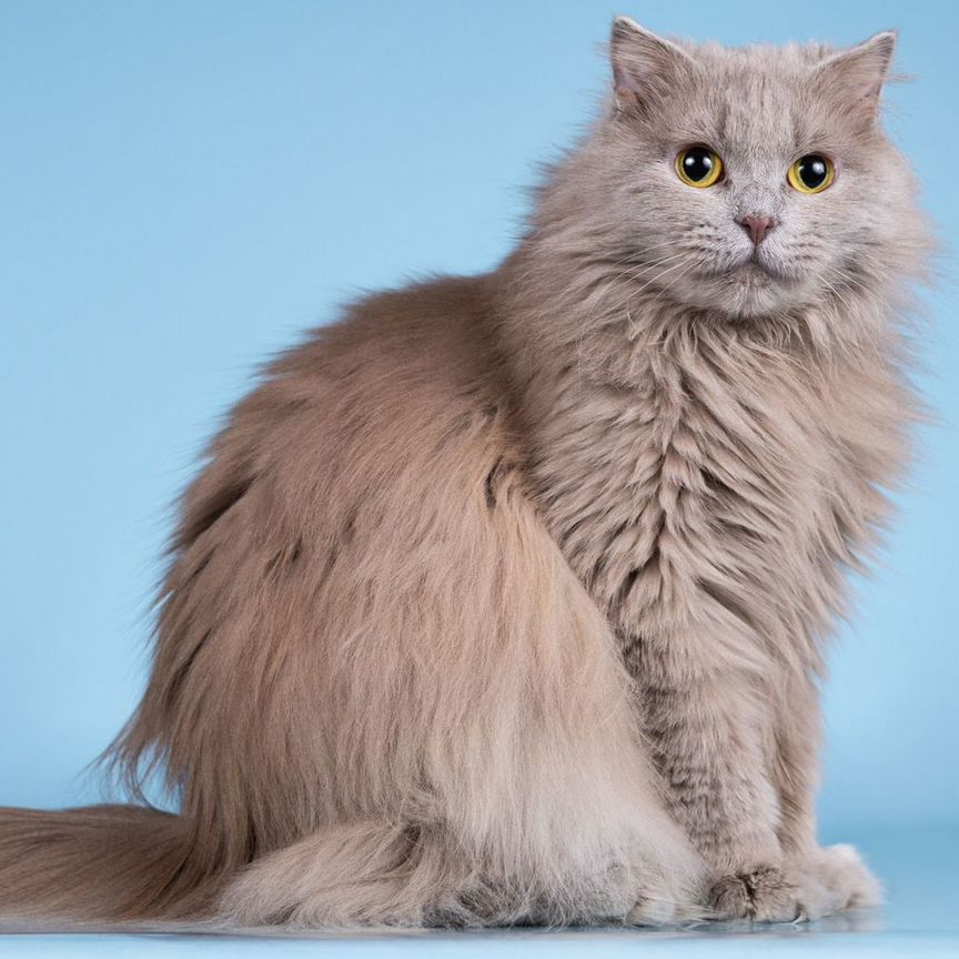 Нибелунг, взрослая кошка