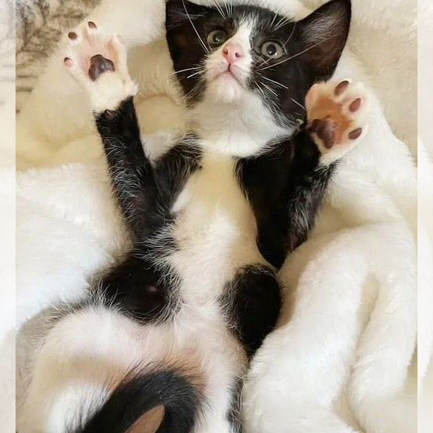 Котёнок в добрые руки