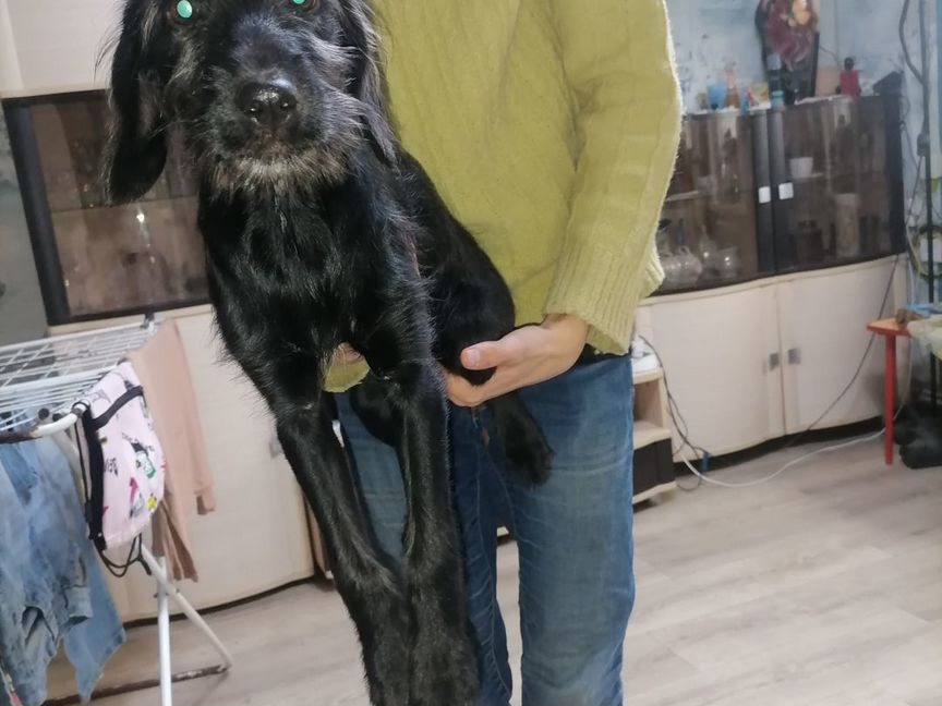 Щенки курцхаара